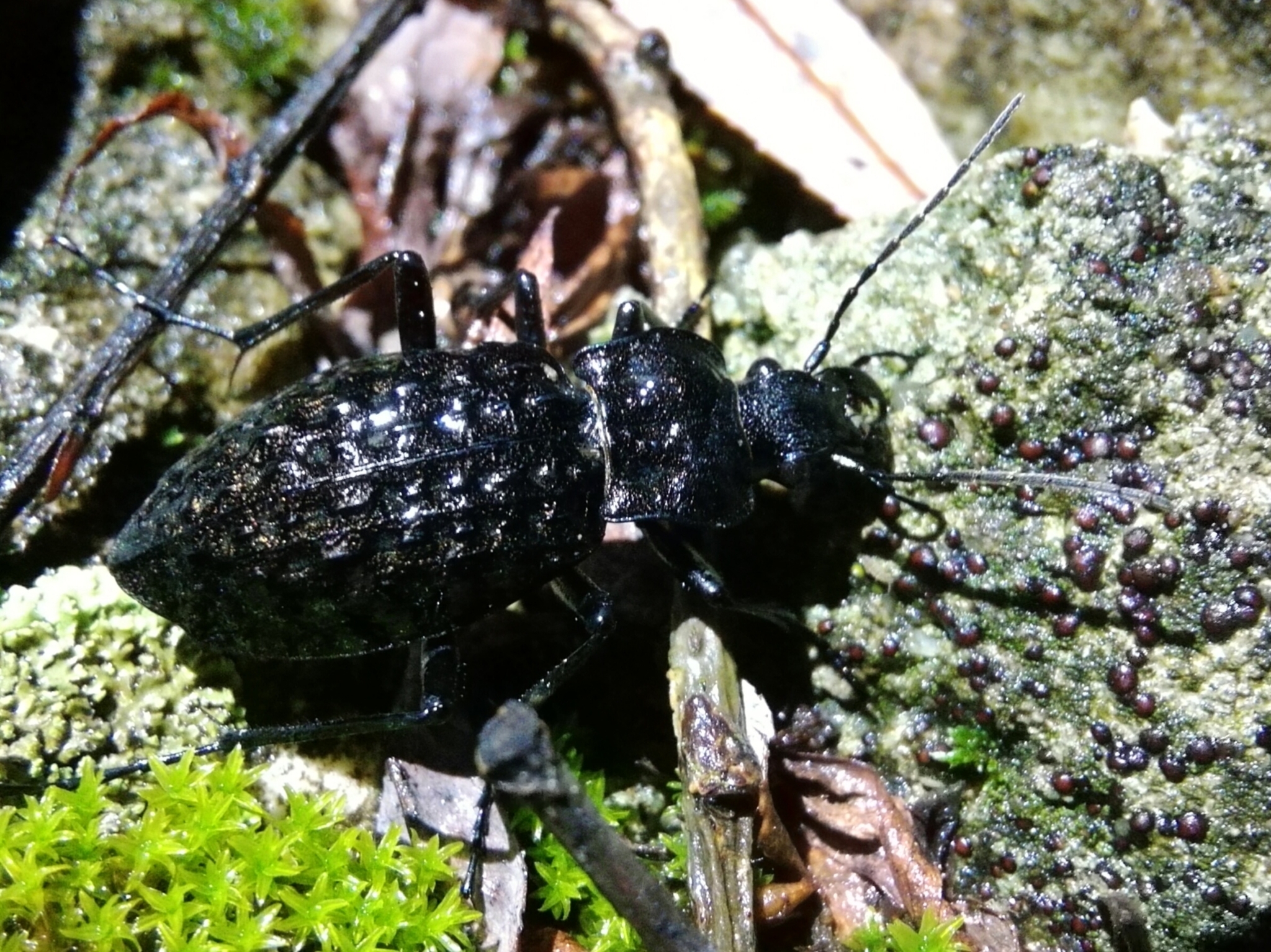 Carabus variolosus Fabricius, 1787