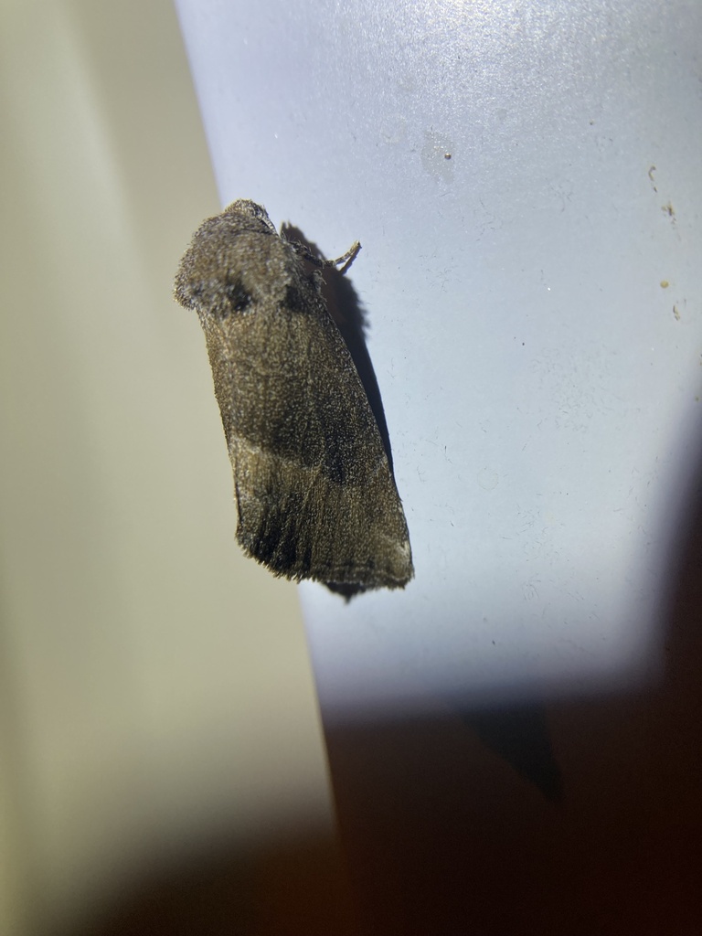 Frothy Moth from Telegraph Rd, Elkton, MD, US on July 30, 2022 at 10:36 ...