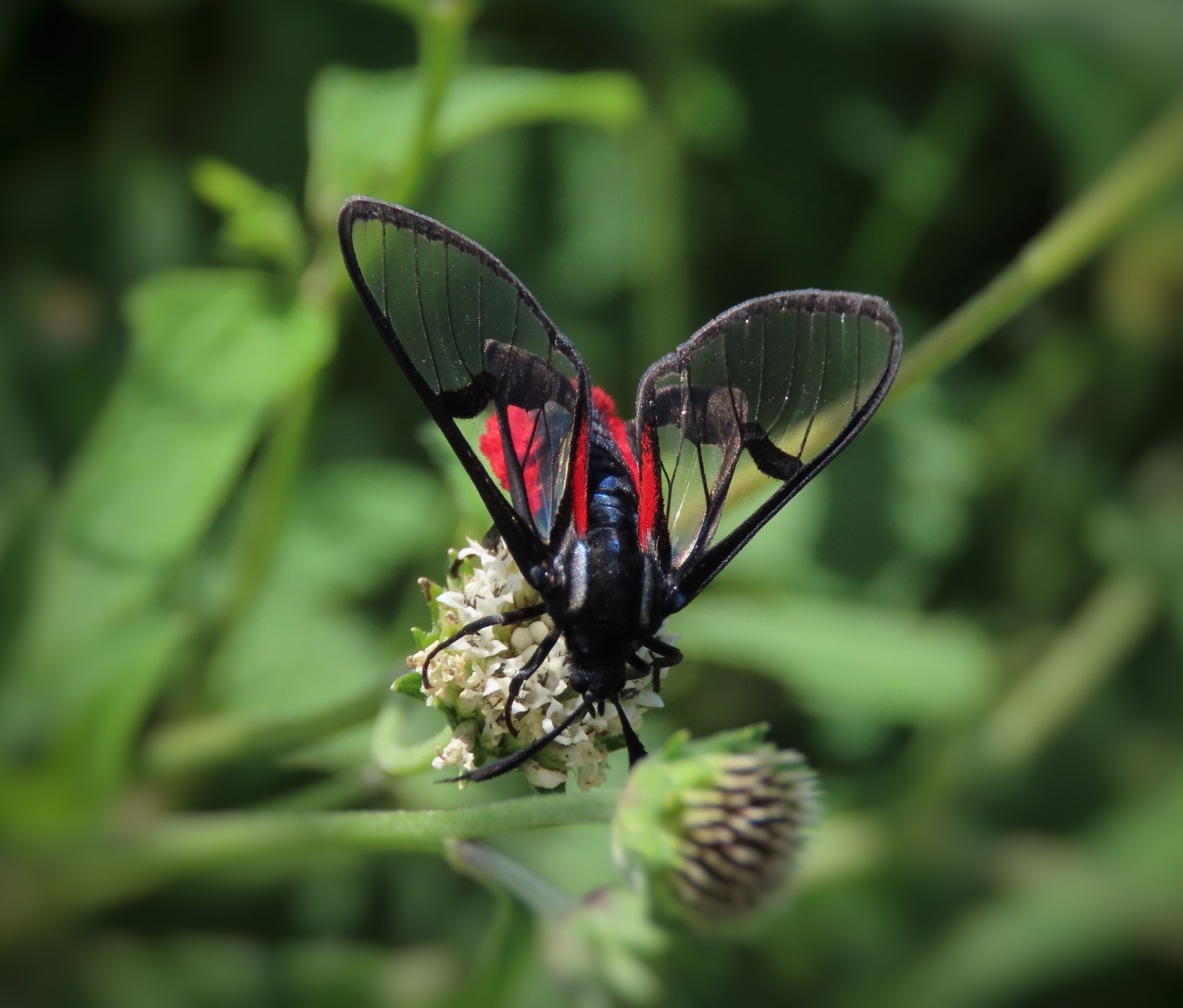 Dinia eagrus Cramer, 1779