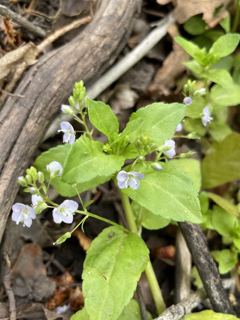 American brooklime from San Juan, Utah, United States on June 22, 2022 ...