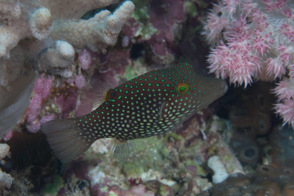 Honeycomb Toby (Canthigaster janthinoptera) - Marine Life Identification