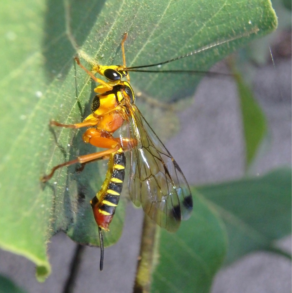 Echthromorpha agrestoria (Hymenoptera (ants, bees and wasps) of the ...