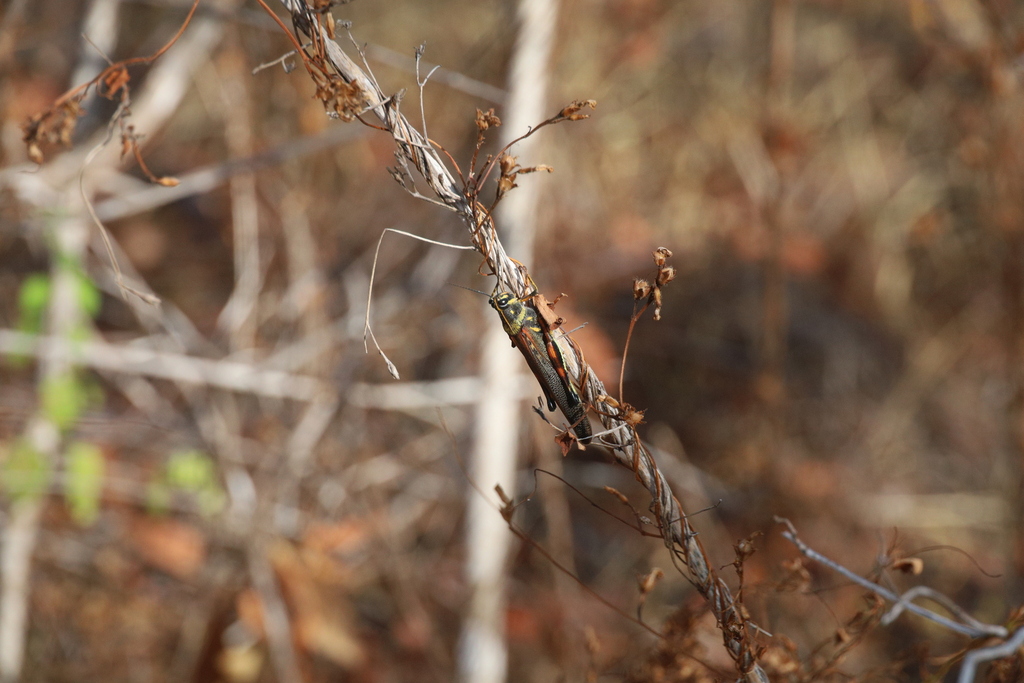 Large Painted Locust from Isabela, Ecuador on July 14, 2022 at 06:52 AM ...