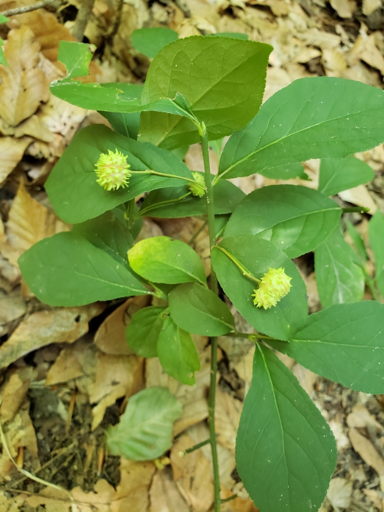 Running Strawberry-bush from Berrien County, US-MI, US on July 31, 2022 ...