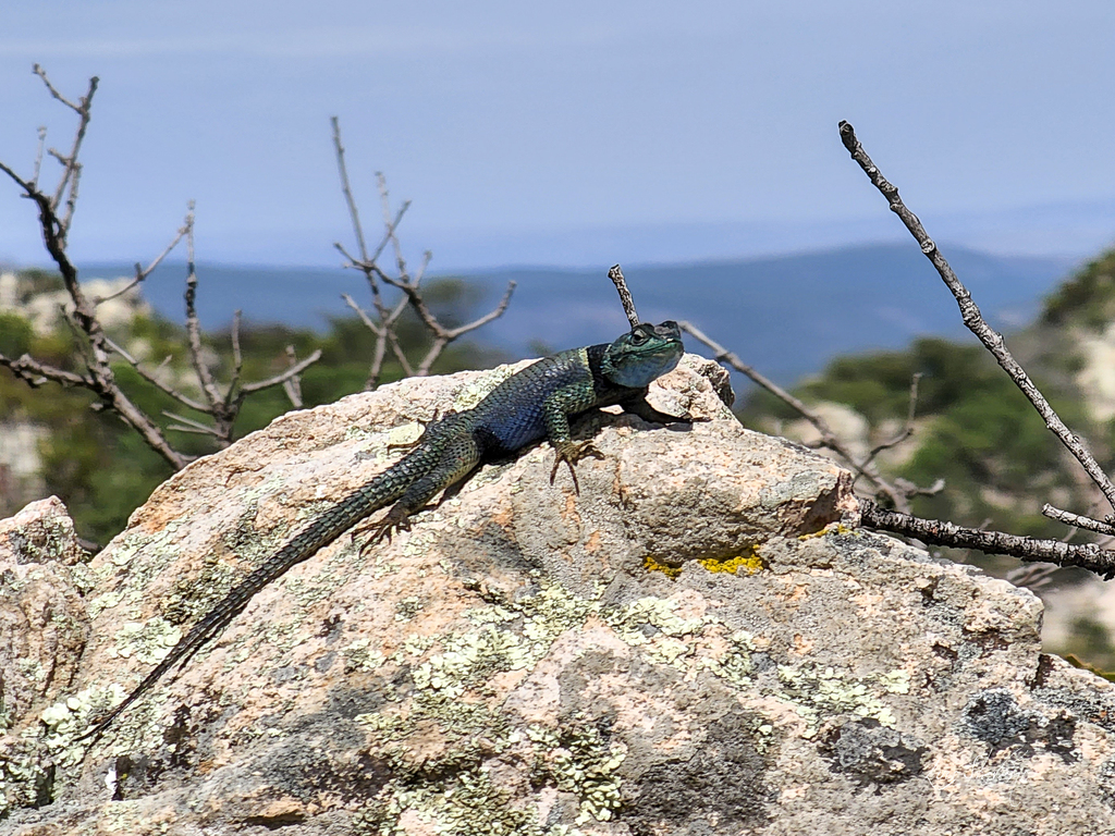 Minor Lizard from San Luis Potosí, S.L.P., México on July 30, 2022 at ...
