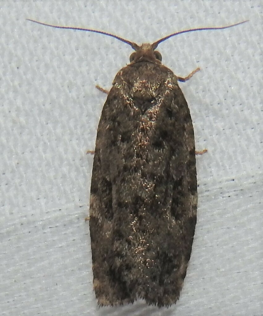Spruce Budworm Moth from Sandbanks, Division No. 3, Newfoundland and ...