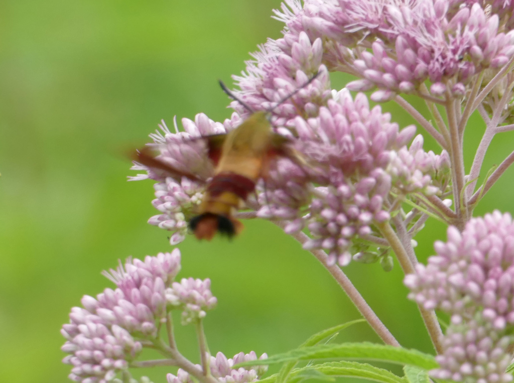 Hummingbird Clearwing from Monkton Ridge, Monkton, VT 05473, USA on ...
