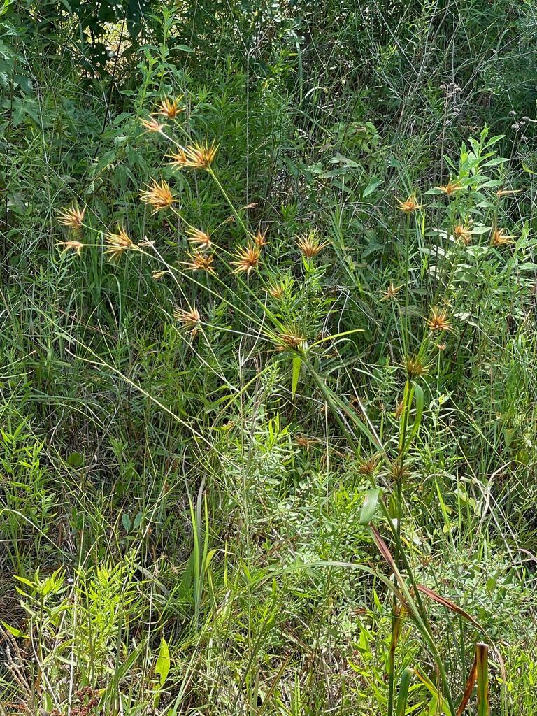 Tall Beakrush from Mobile, Alabama, United States on July 31, 2022 at ...