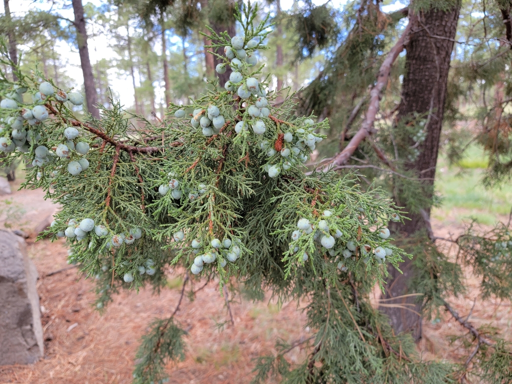 alligator juniper from Cottonwood, AZ 86326, USA on July 31, 2022 at 12 ...
