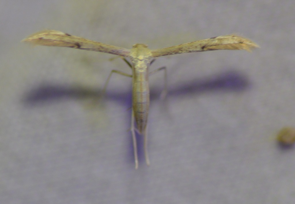 Three- and Two-dotted Plume Moths from Lake Blue Scrub on July 23, 2018 ...