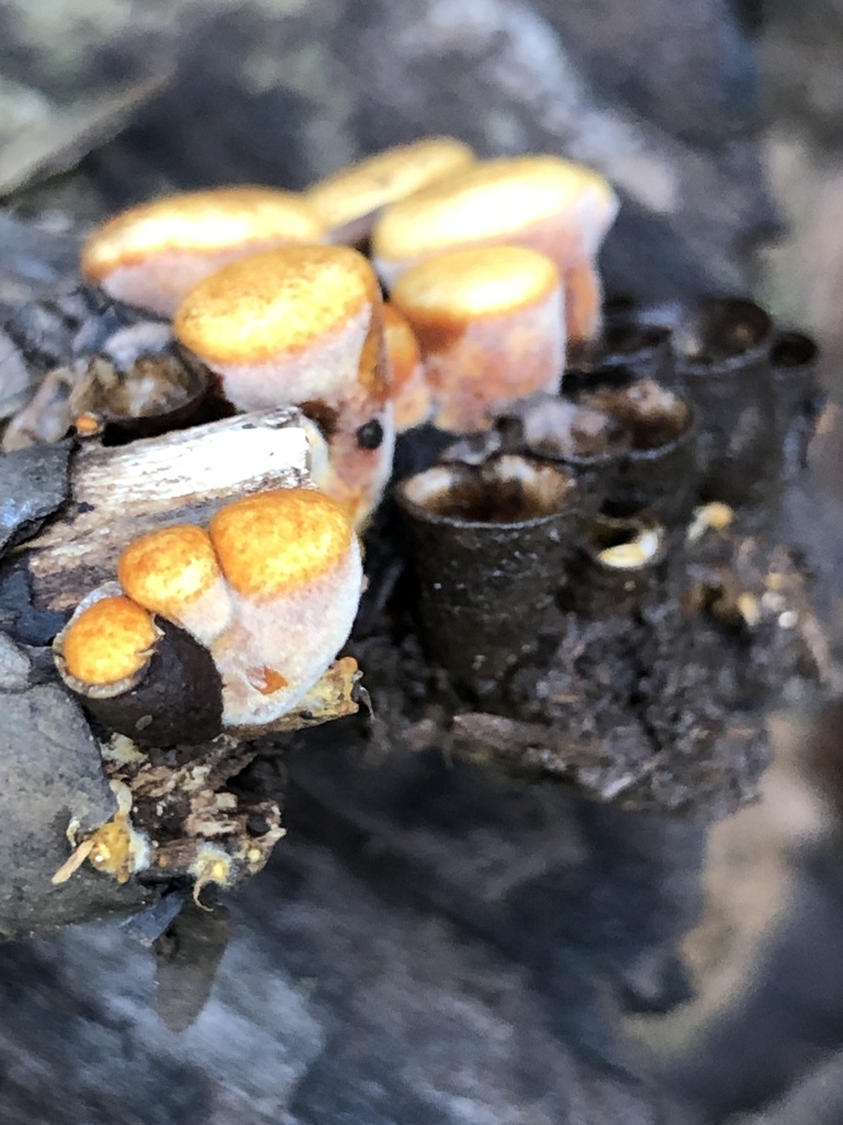 Crucibulum cyathiforme from Apache-Sitgreaves National Forests, Greer ...