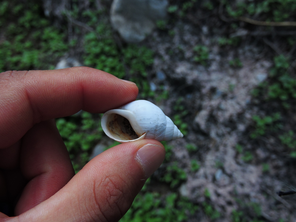 Rabdotus in July 2022 by rakshas · iNaturalist