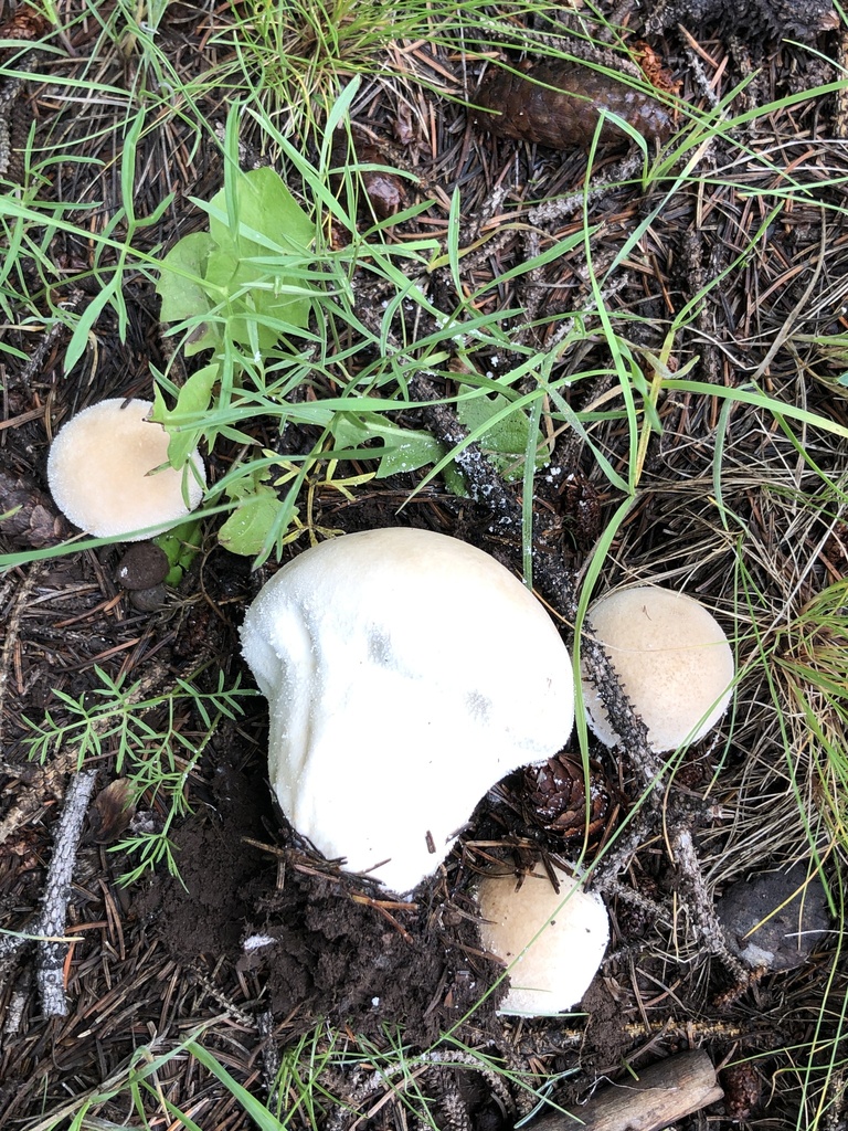 Pestle Puffball from Apache-Sitgreaves National Forests, Greer, AZ, US ...
