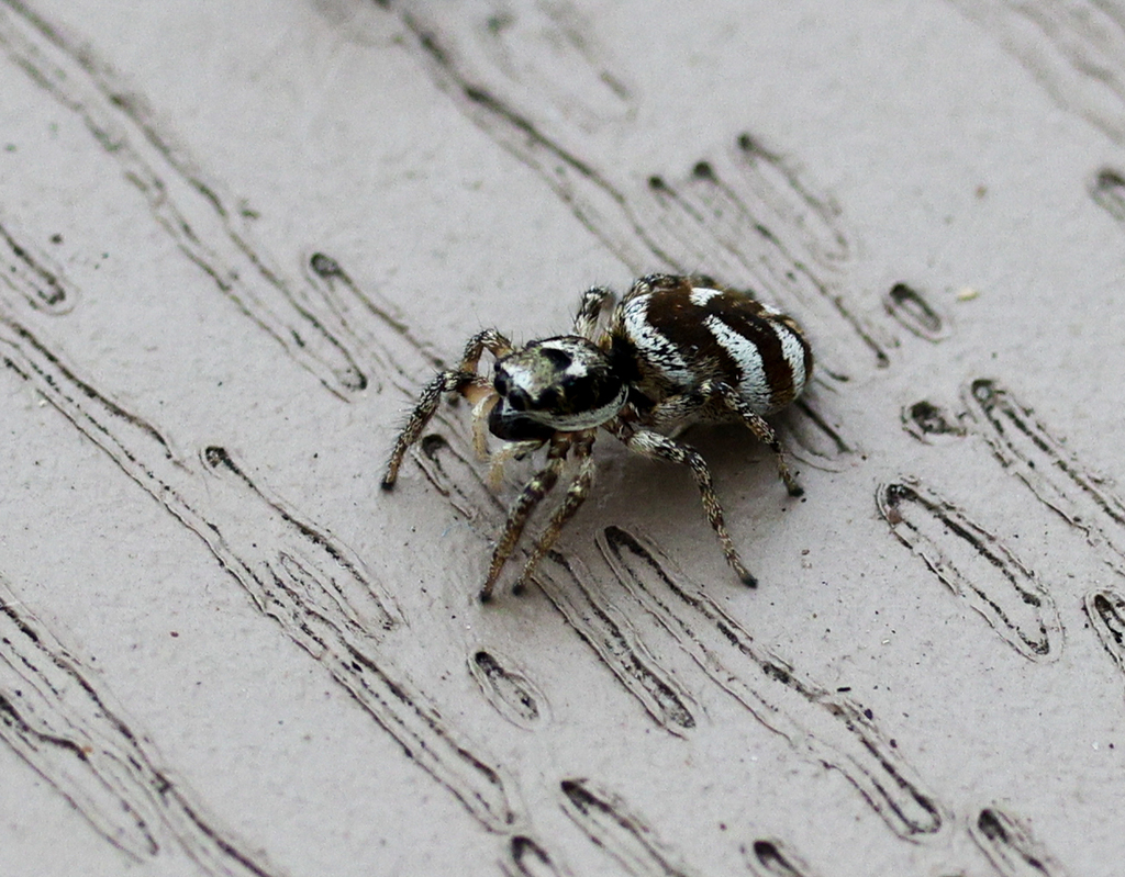 Zebra Jumping Spider from Bayfield County, WI, USA on July 31, 2022 at ...