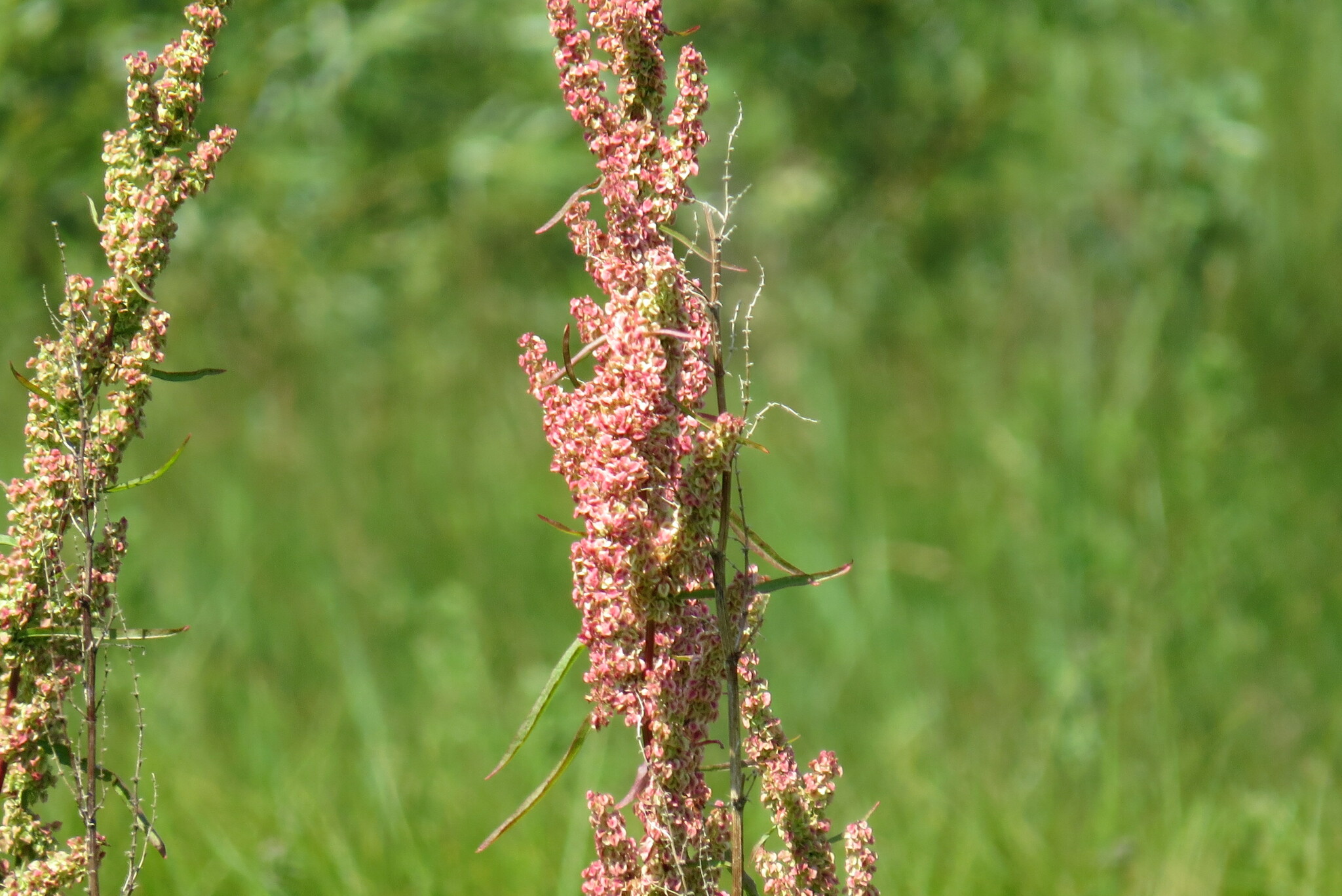 Rumex occidentalis (Michx.) S.Watson
