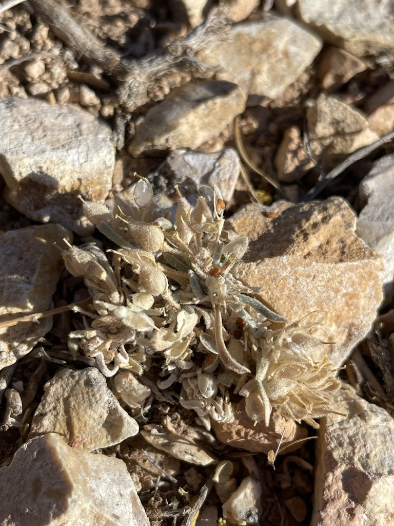 Arizona Bladderpod in June 2022 by Matt Berger · iNaturalist