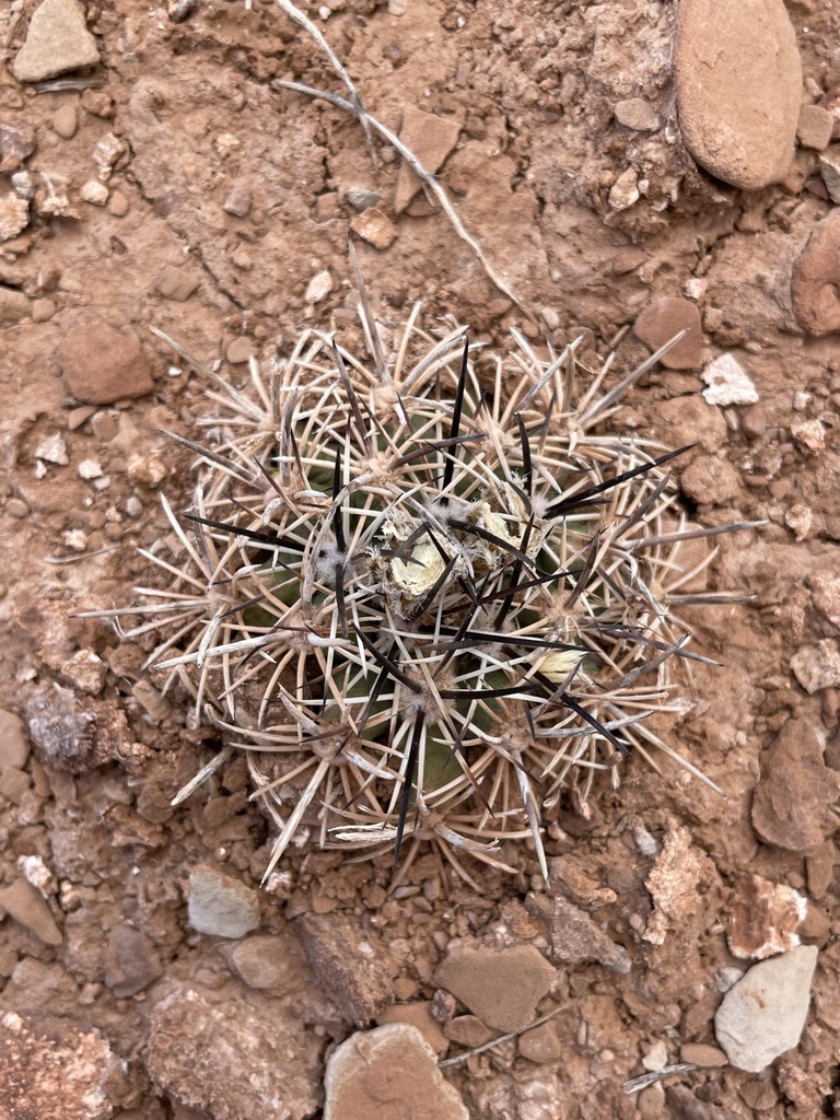 Siler's Pincushion Cactus in June 2022 by Matt Berger · iNaturalist