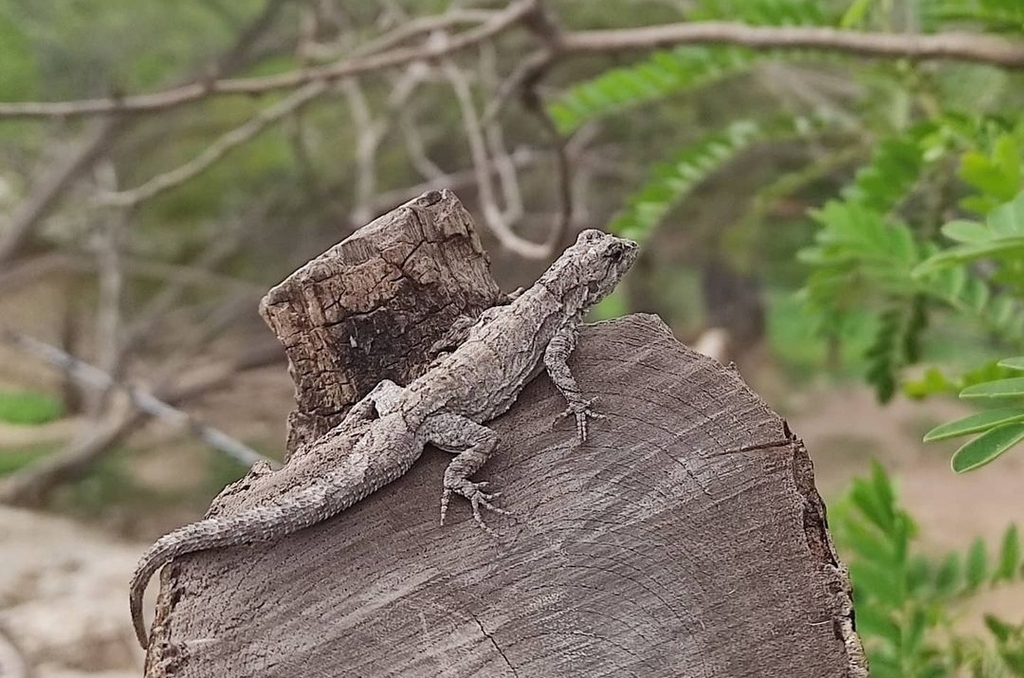 Tropical tree lizard from Cocula, Gro., México on June 18, 2021 by ...