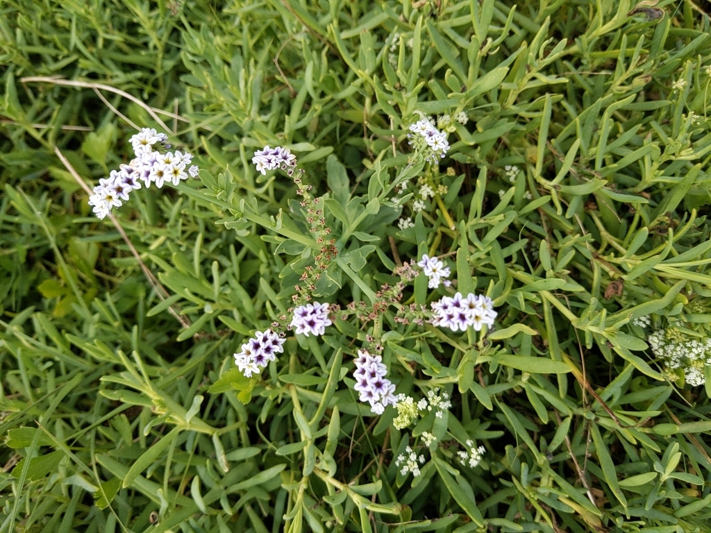 alkali heliotrope from Newport Beach, CA 92660, USA on July 31, 2022 at ...
