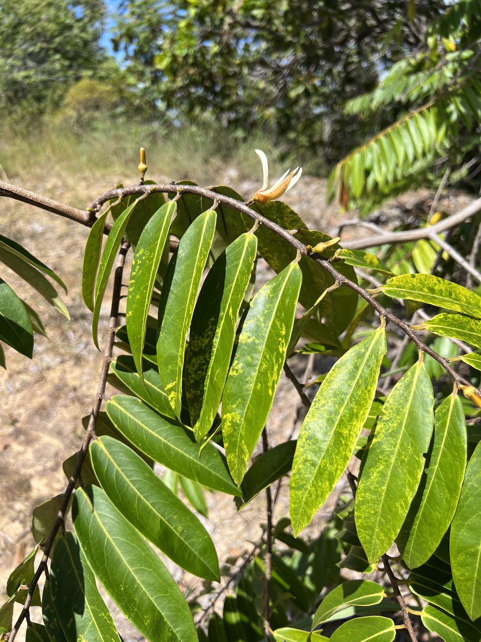 Xylopia L.