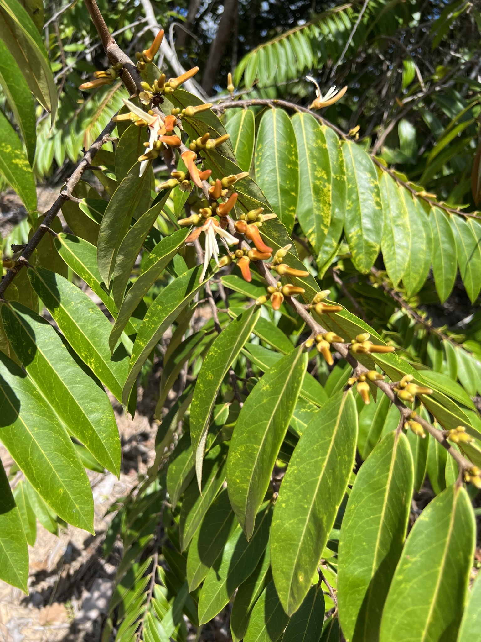 Xylopia L.