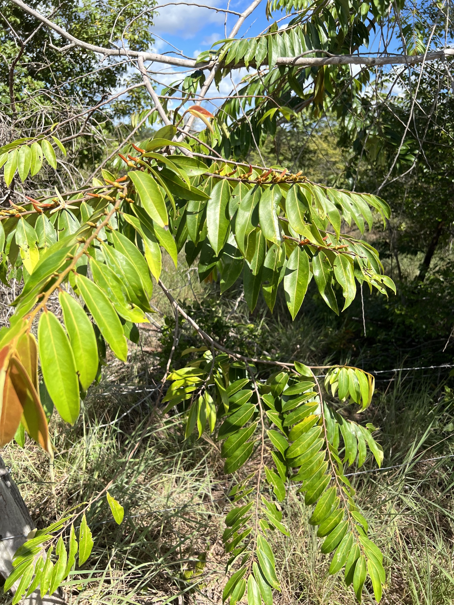 Xylopia L.