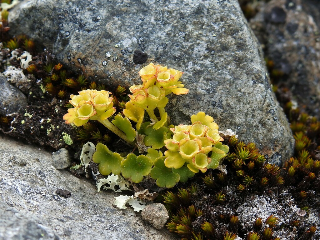 Wright's Golden-saxifrage from Yukon, Yukon, Canada on July 30, 2022 at ...