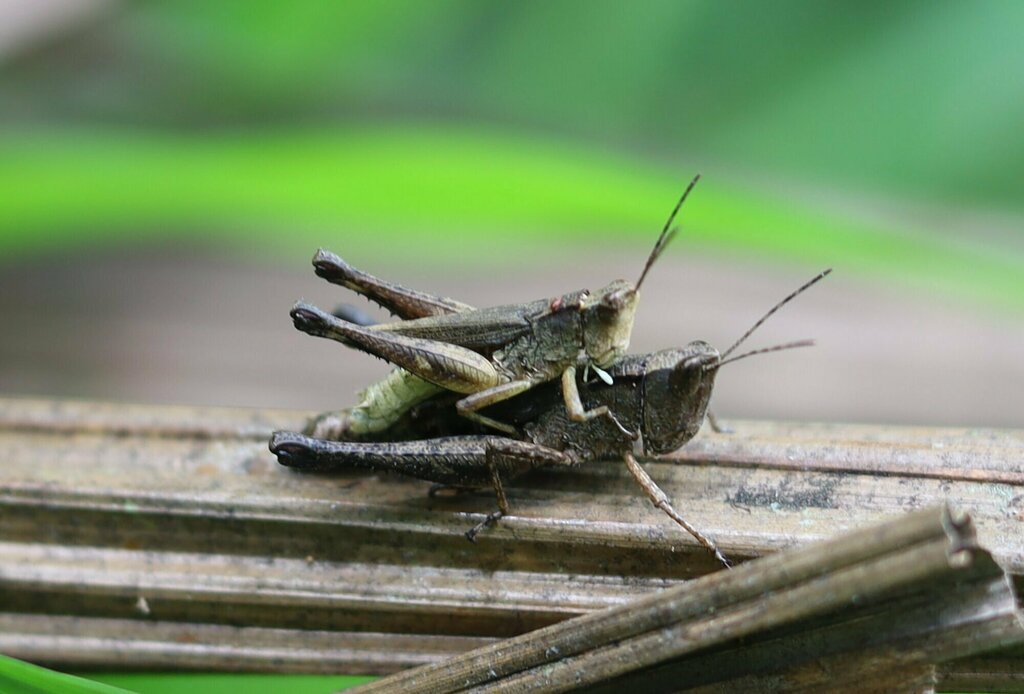 Stridulating Slantface Grasshoppers from Leticia, Amazonas, Colombia on ...