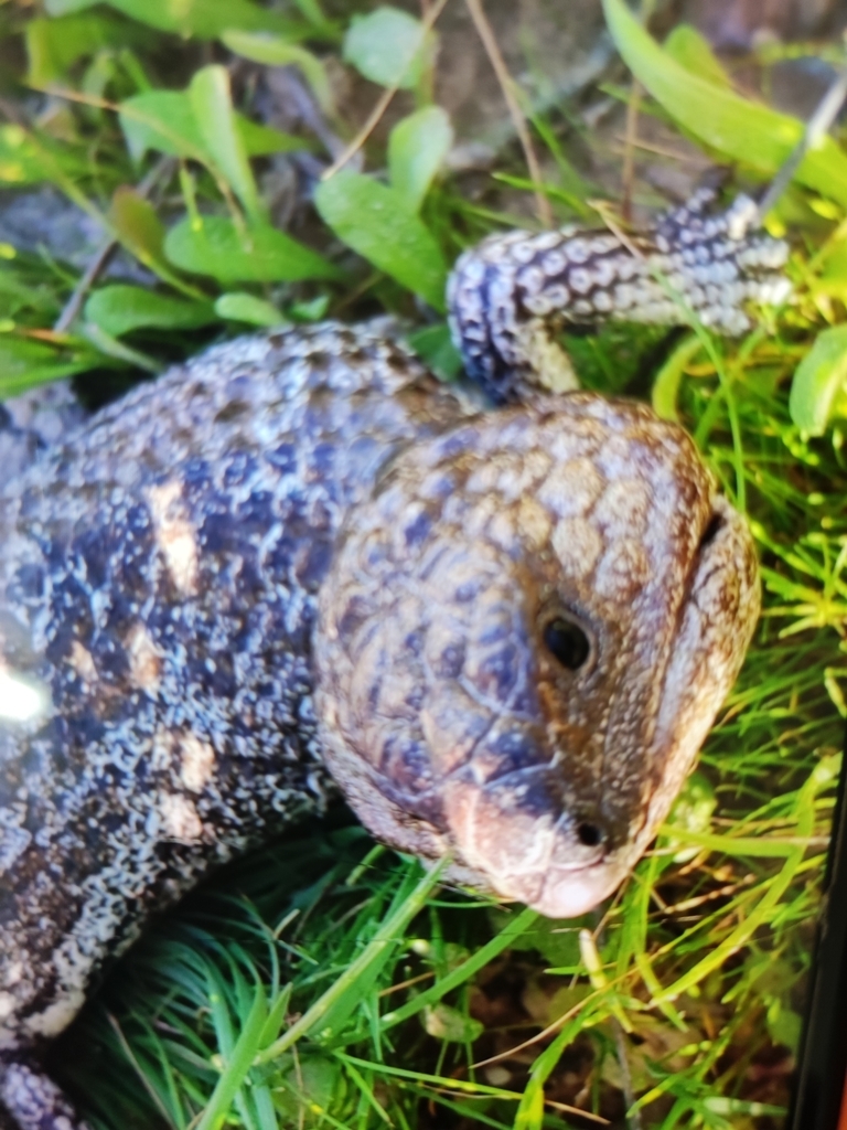 Shingleback from Useless Loop WA 6537, Australia on August 1, 2022 at 08:58 AM by Manuela ...