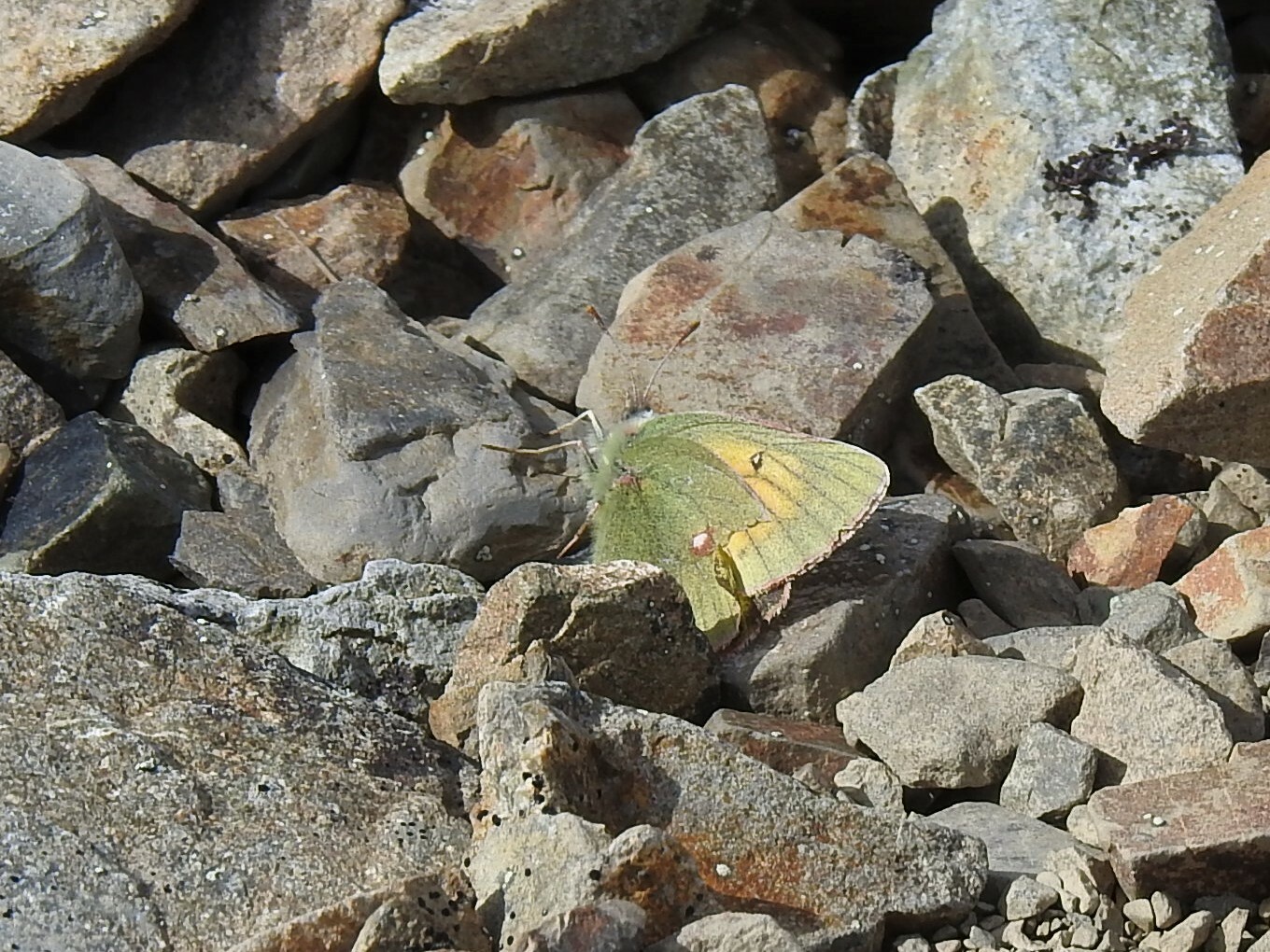 Colias hecla Lefèbvre, 1836