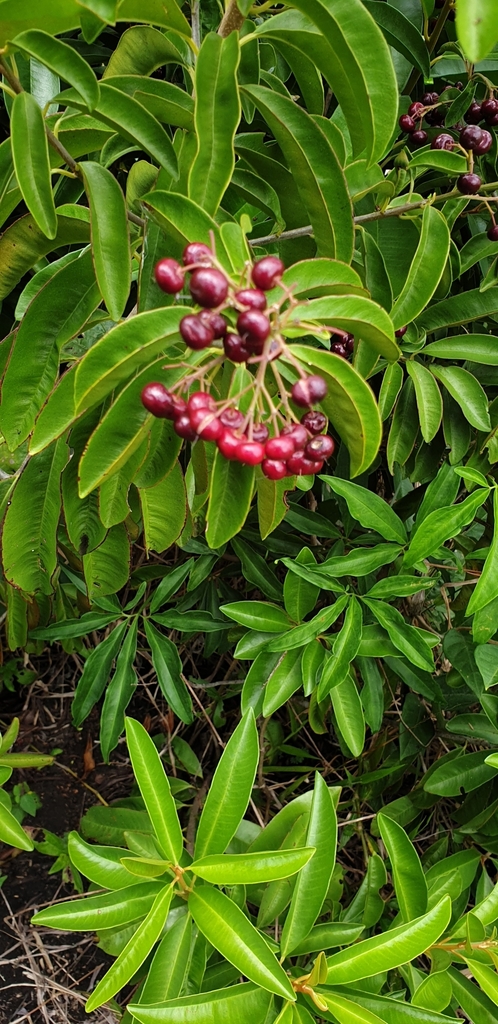 Parathesis cubana from Orange Walk District, Belize on July 28, 2022 at ...