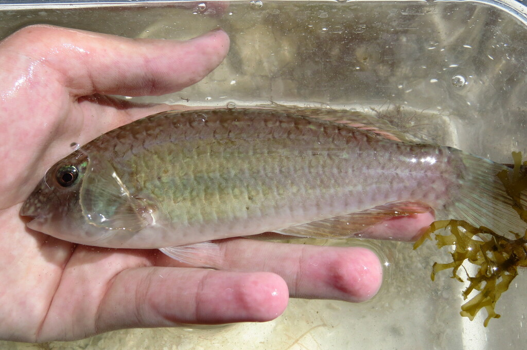 Emerald Parrotfish (Common Organisms in Sarasota Bay) · iNaturalist