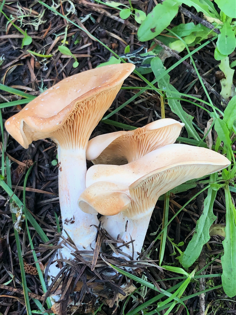 tawny funnel cap from Mendocino, California, United States on January ...