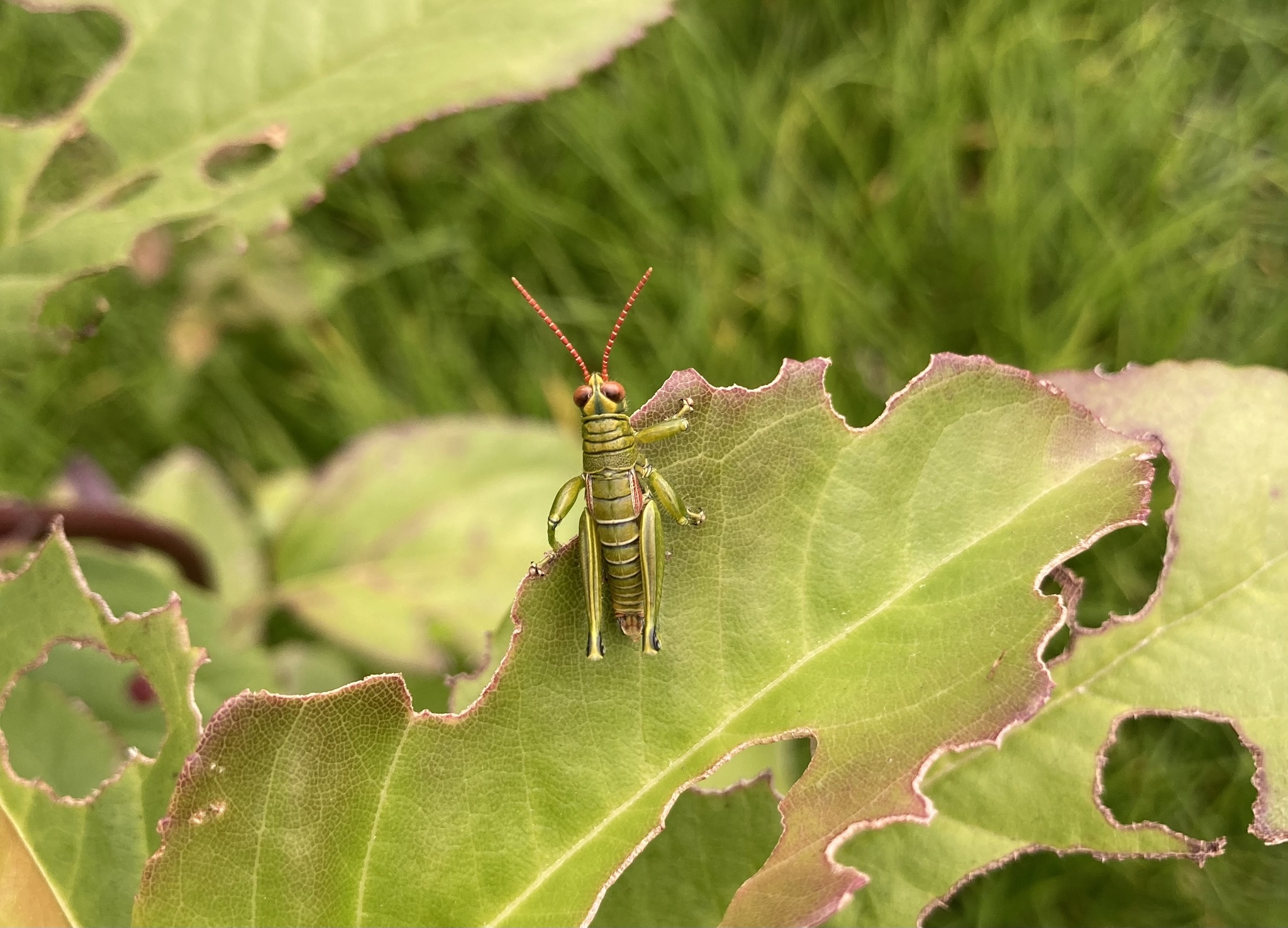 Agesander ruficornis Stål, 1878