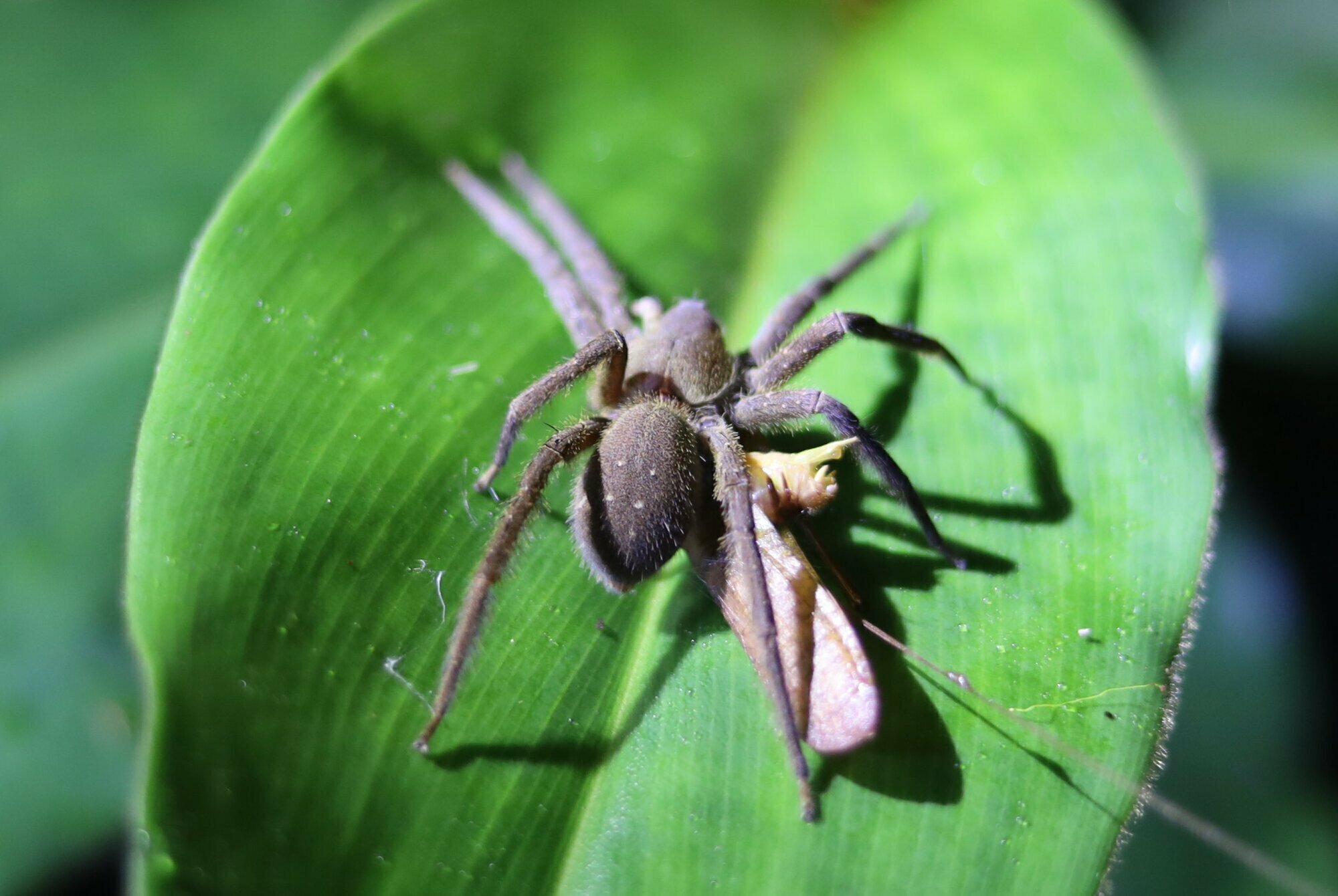 Phoneutria boliviensis (F.O.Pickard-Cambridge, 1897)