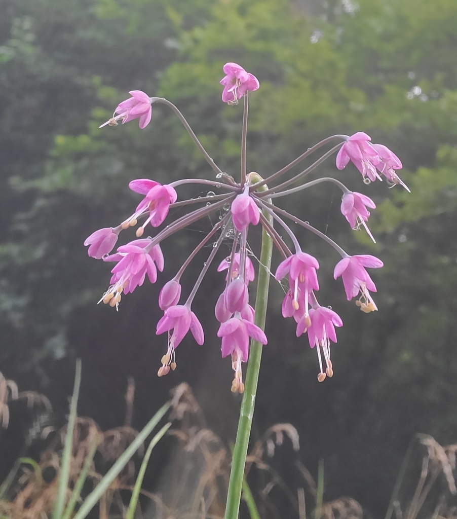nodding onion from Mustoe, VA, USA on July 31, 2022 at 07:19 PM by ...