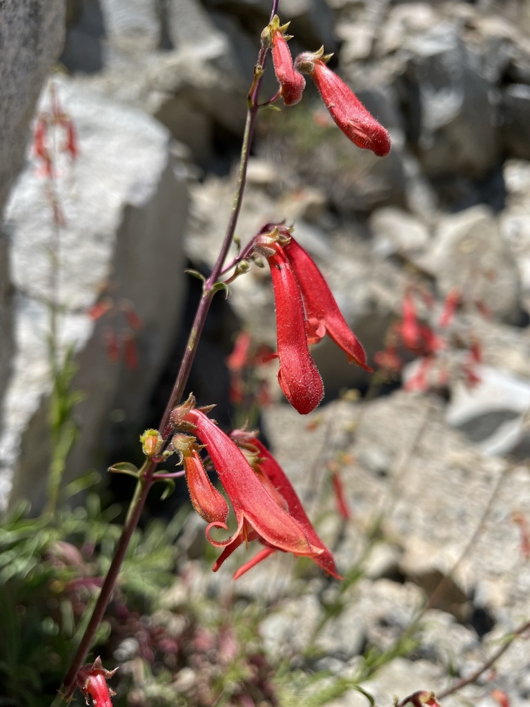 Bridges' penstemon from Inyo National Forest, Inyo, California, United ...
