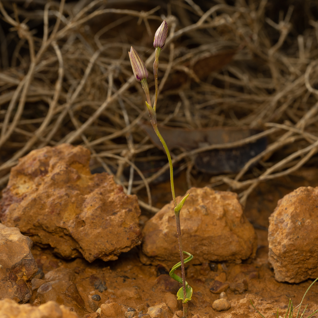 Southern Queen of Sheba in July 2022 by Liana · iNaturalist