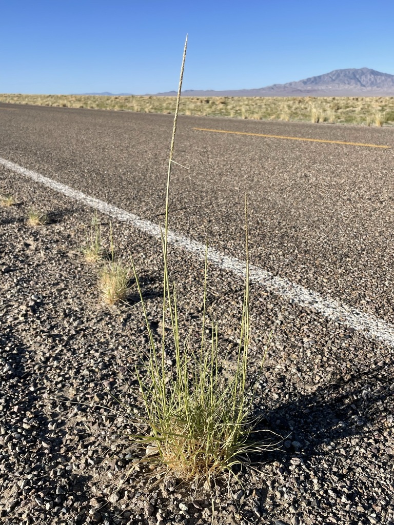 Spike Dropseed in July 2022 by Matt Berger · iNaturalist