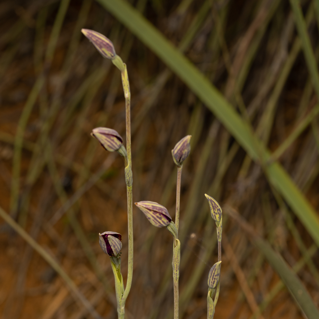 Southern Queen of Sheba in July 2022 by Liana · iNaturalist