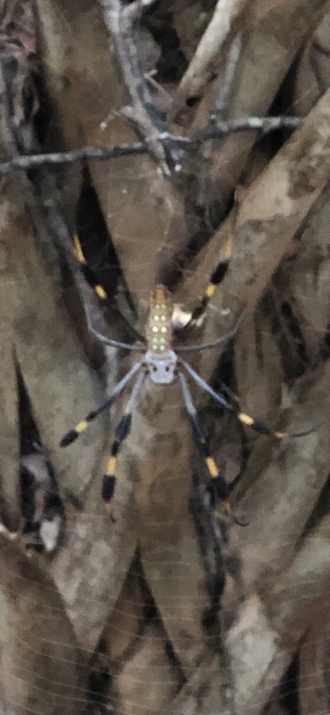 Golden Silk Spider from Blowing Rocks Preserve, Jupiter Island, FL, US ...
