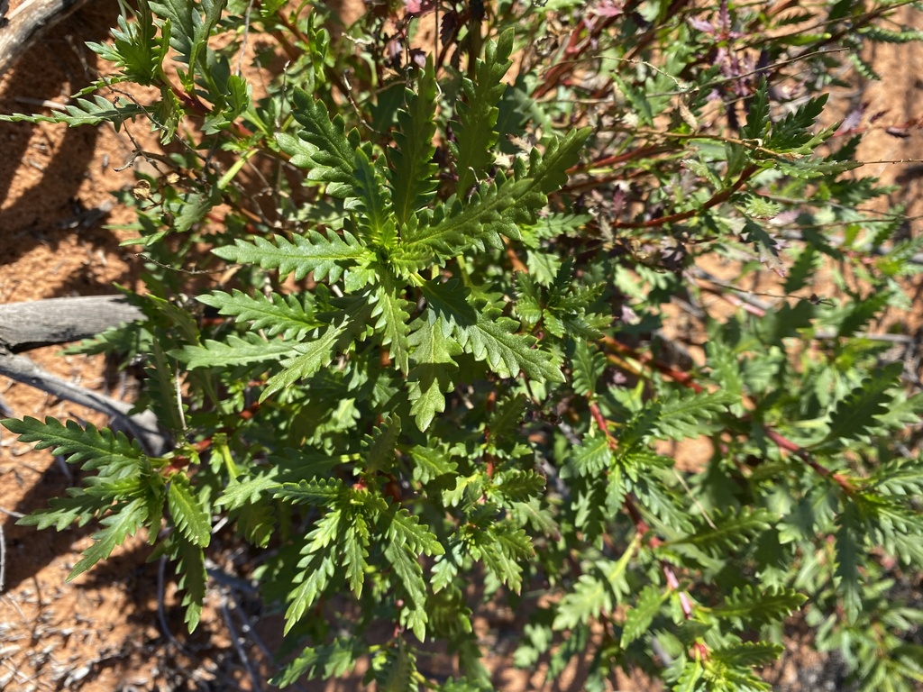 Mulga Nettle in July 2022 by Rebecca Greening · iNaturalist