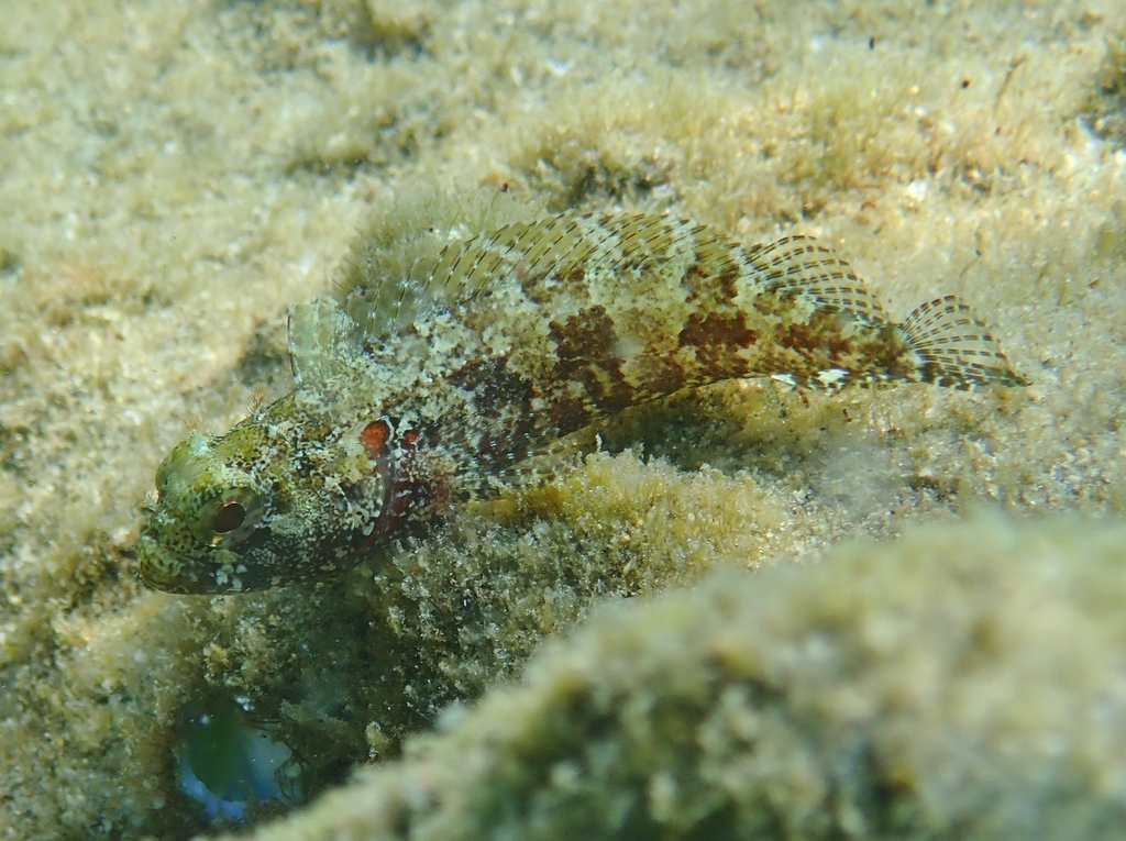 Mimic Blenny from Palm Beach County, FL, USA on July 31, 2022 at 10:14 ...