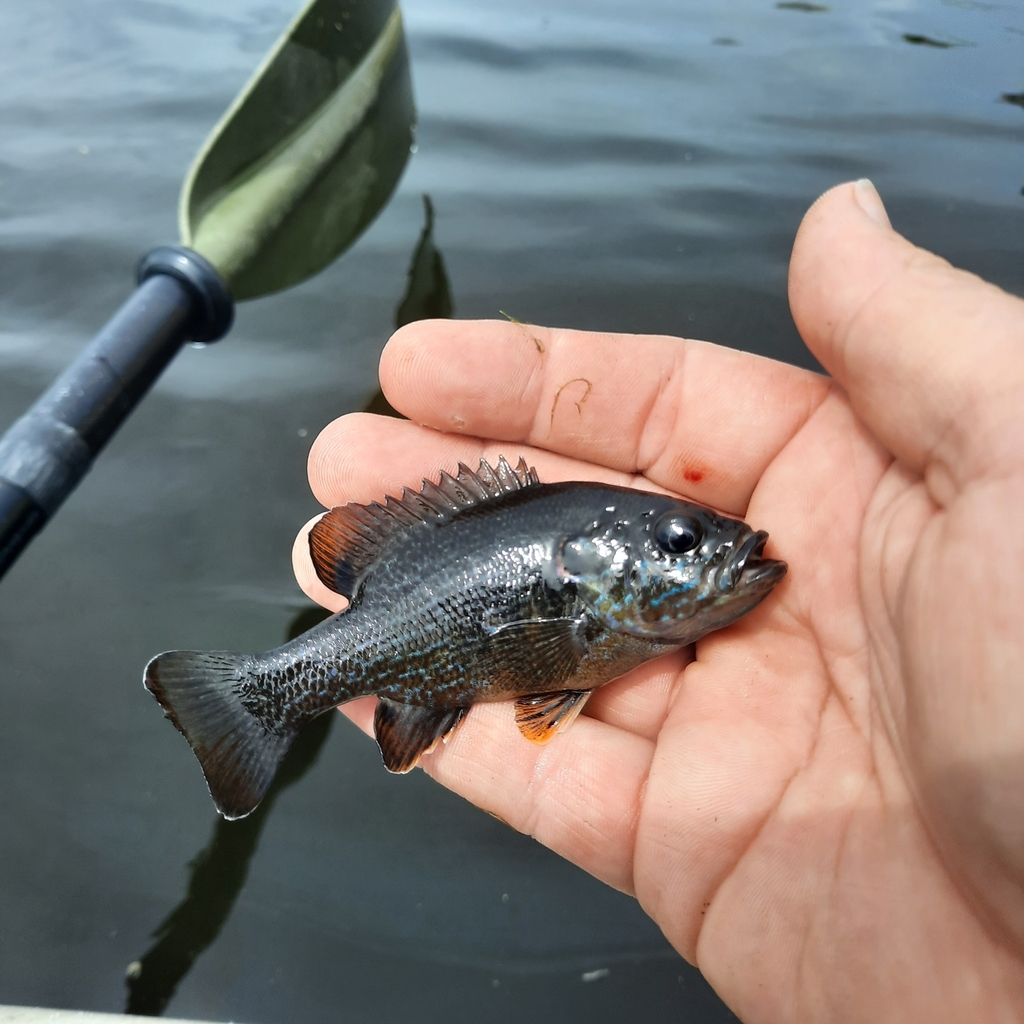 Green Sunfish from 201 South Franklin Street 700 Dock, Lake City, MN ...