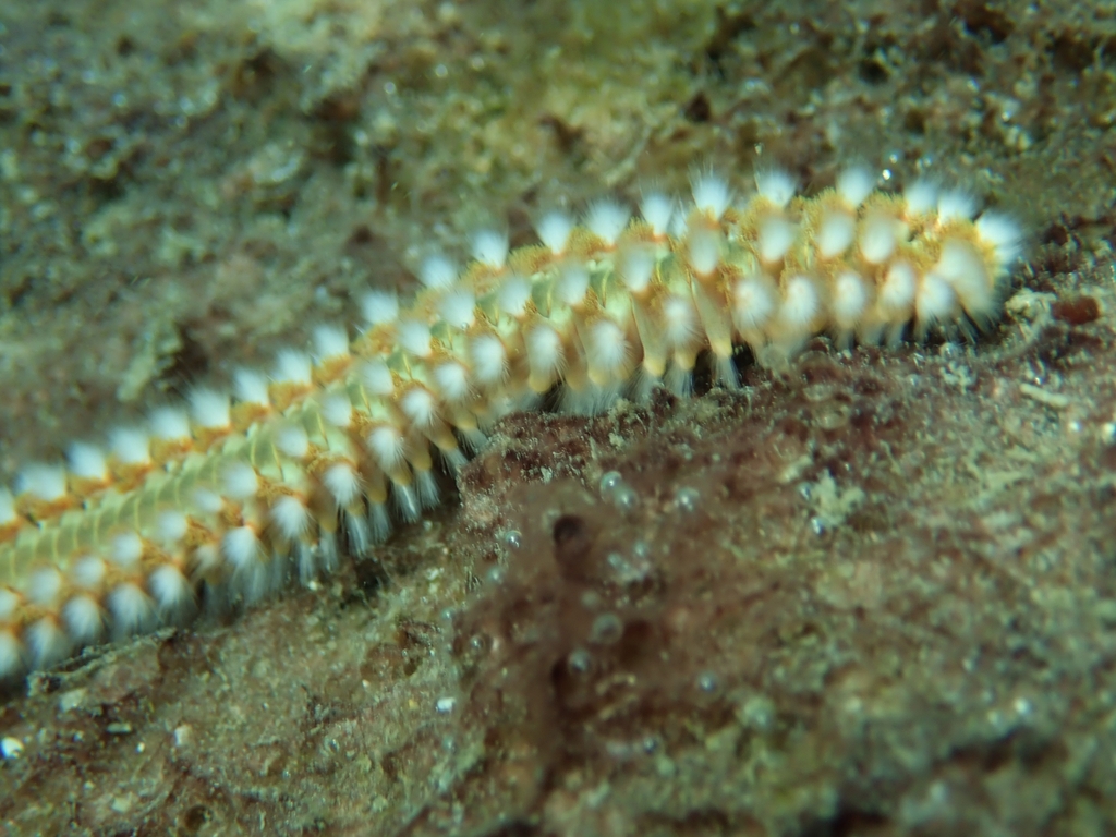 Bearded Fireworm from Palm Beach County, FL, USA on July 31, 2022 at 11 ...