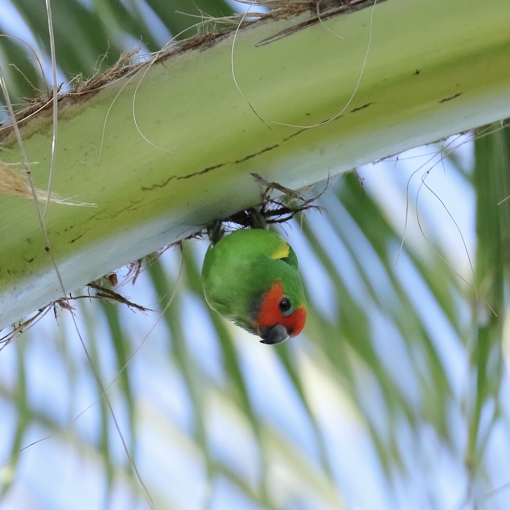 Marshall's Fig-Parrot from Portland Roads Rd, Iron Range, QLD, AU on ...