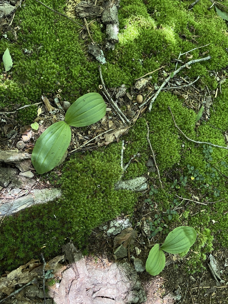 pink lady's slipper in July 2022 by Rob Curtis · iNaturalist