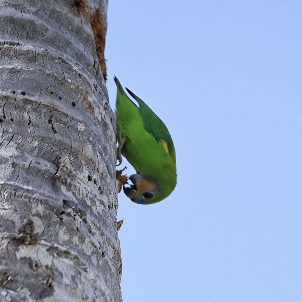 Marshall's Fig-Parrot from Portland Roads Rd, Iron Range, QLD, AU on ...