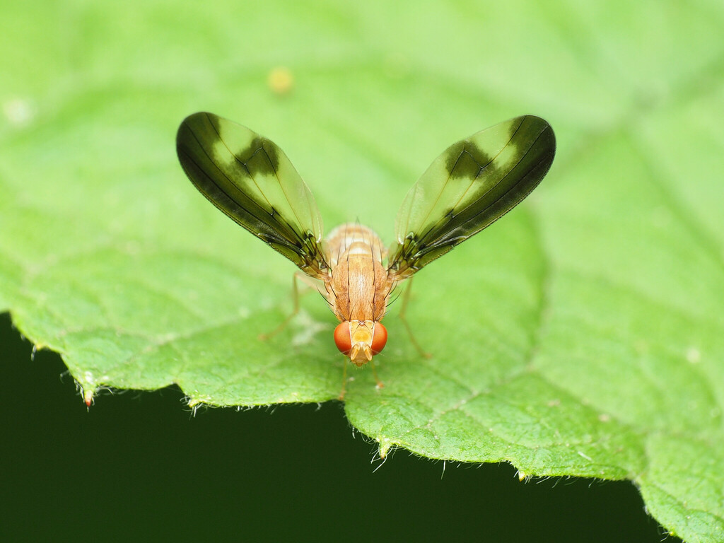 Antlered Flutter Fly from Montgomery, Maryland, United States on July ...
