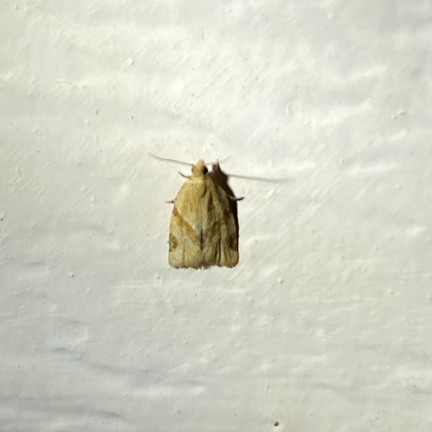Garden Tortrix in July 2022 by Elliott Gordon · iNaturalist